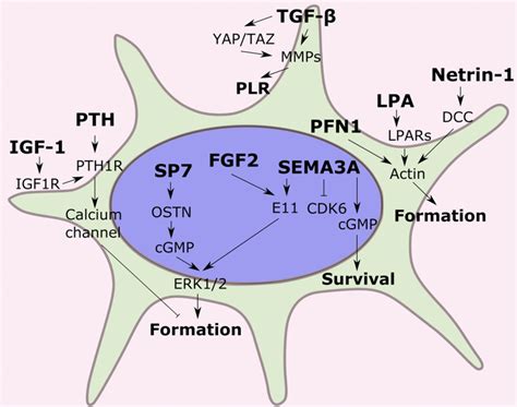 Genes And Signaling Pathways That Are Involved In Osteocyte Dendrite