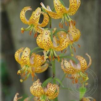 Лилия Гвинея Голд (Lilium Guinea Gold) купить луковицы в Москве по ...
