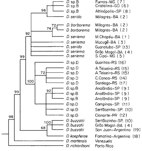 Strict Consensus Tree For 100 Bootstraps Inferred From Mtdna Coi For