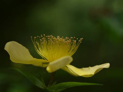 Great St Johns Wort Plants 2 Orders Dipsacales To Piperales