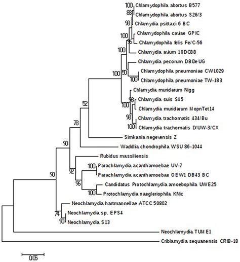 Chlamydiales Members Clustering According To A Phylogenetic Tree Download Scientific Diagram