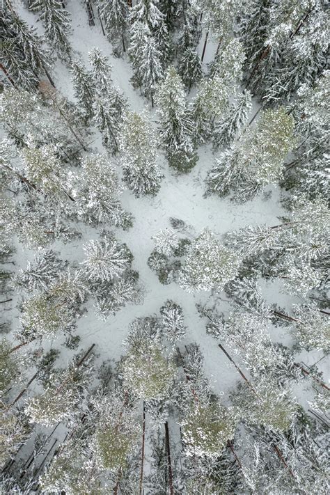 Teadlane Põlismets Pidurdab Kliimamuutusi Tõhusamalt Kui Majandusmets