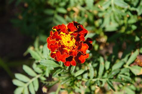 꽃 금잔화 주황색 Pixabay의 무료 사진 Pixabay