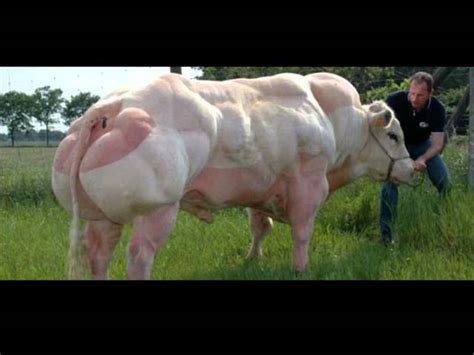 Worlds Buffest Cow