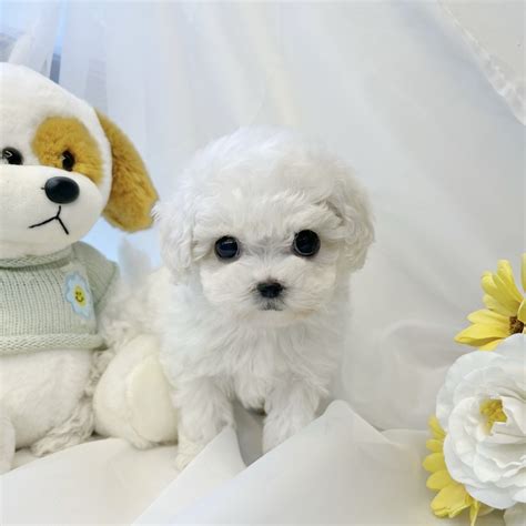 비숑프리제밀크시흥점 강아지분양고양이분양 오독안심분양센터위탁센터인천광주대구시흥