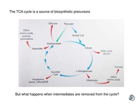 Ppt Pyruvate Oxidation Pyruvate Dehydrogenase And The Tca Cycle Powerpoint Presentation Id