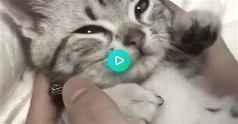 kitten on imgur