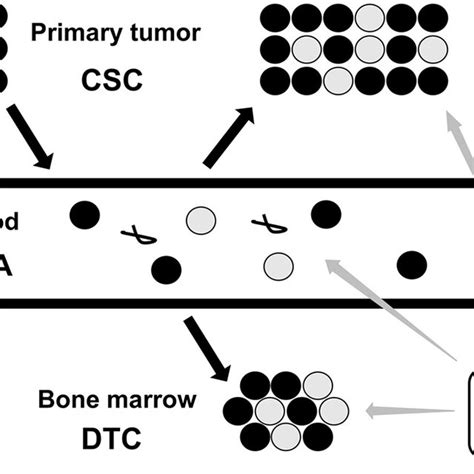 Dynamics Of Mrd Mrd Minimal Residual Disease Csc Cancer Stem Cell