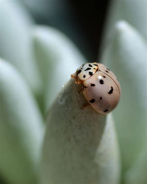 Gray Ladybugs