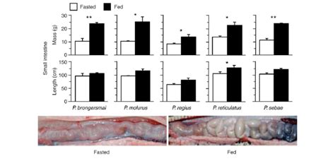 Small Intestinal Mass And Length Of Fasted Following A 30 Day Fast