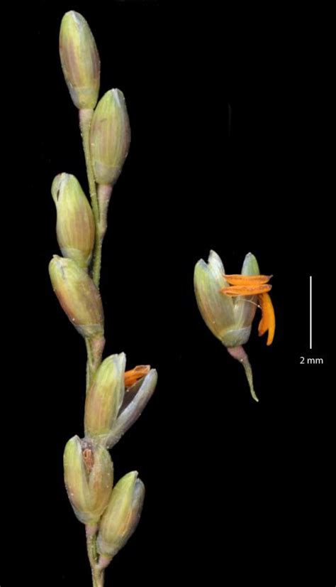 Flora Of New Zealand Gallery Profile Panicum Schinzii