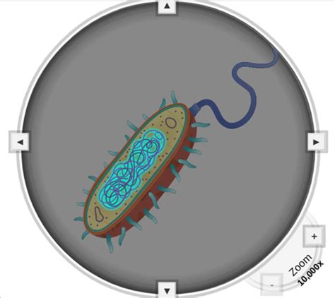 Cells Flashcards Quizlet