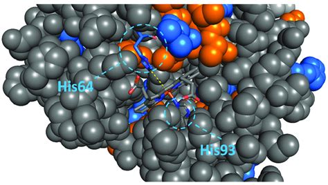 Crystal Structure Of Holo Myoglobin Focussed On The Binding Pocket Of