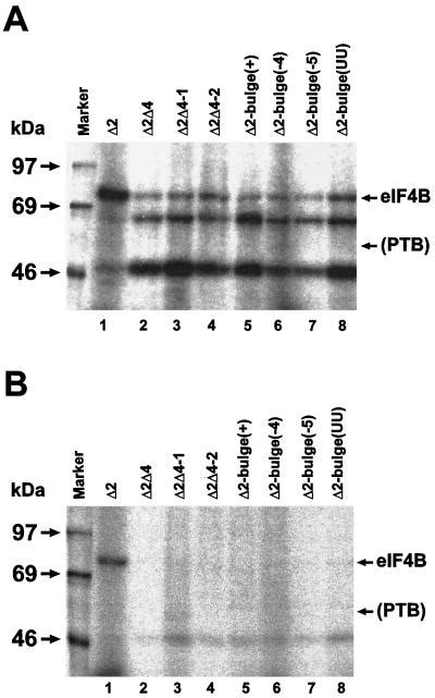 Interaction Of Eukaryotic Initiation Factor Eif4b With The Internal