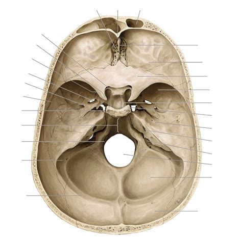 Internal Skull Base Diagram Quizlet