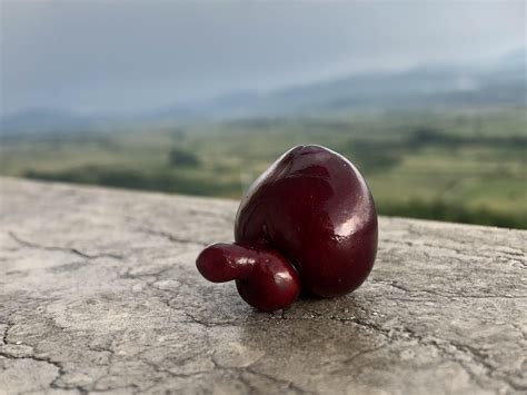 A Dickbut Cherry Rmildlyinteresting