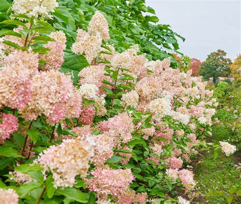 Hydrangea Paniculata Phantom