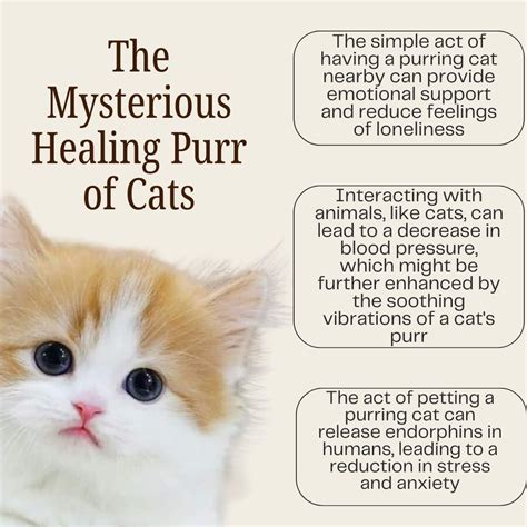 A Cats Purr Is More Than Just A Sound—its A Soothing Vibration That Promotes Healing And Peace