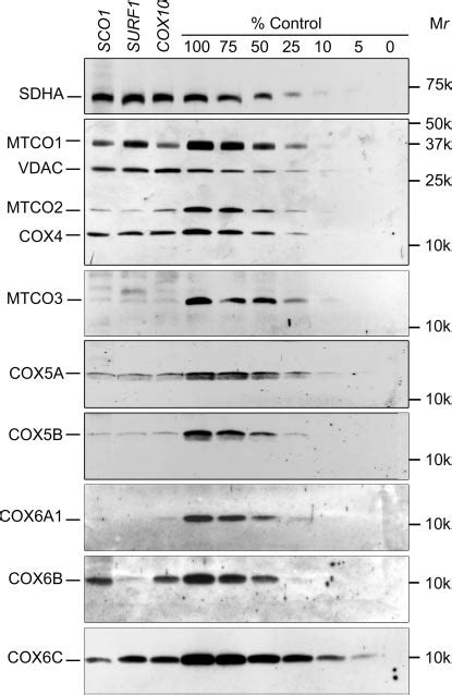 Steady State Levels Of Cytochrome C Oxidase Subunits In Sco1 Surf1