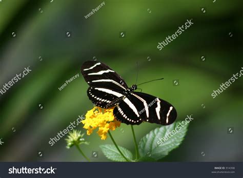 Black And White Striped Butterfly Identification At Selma Burns Blog