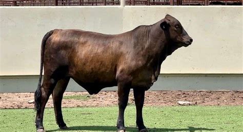Brahman Cross Jandj Cattle Co