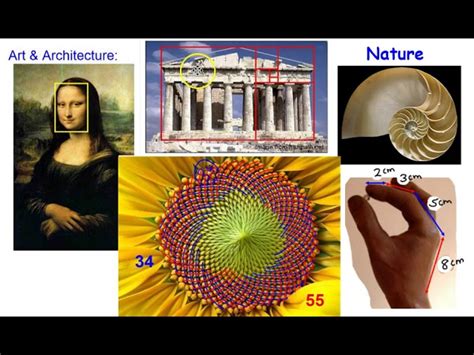 Trump Fibonacci Sequence Fibonacci Sequence Spiraling Dots