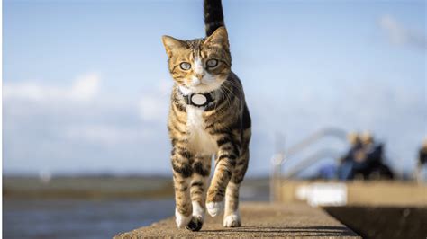 Beach Cat Wallpapers 4k Hd Backgrounds On Wallpaperbat