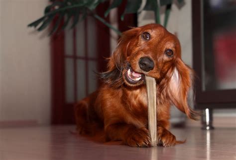 How Can I Keep My Dachshunds Teeth Healthy