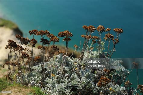프랑스 에트르타 노르망디의 설화 석고 해안 위로 높이 솟은 야생화 0명에 대한 스톡 사진 및 기타 이미지 0명 D Day 개화기 Istock