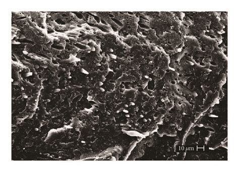 Sem Micrographs Of Various Hybrid Blends A Ldpepa11 B