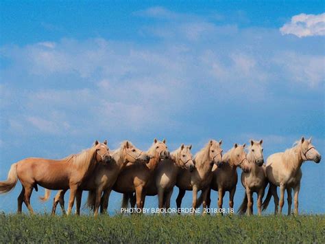 Баруунтуруун Зүүнхангай Хяргас Цагаанхайрхан Өндөрхангай сумын адуучид Facebook
