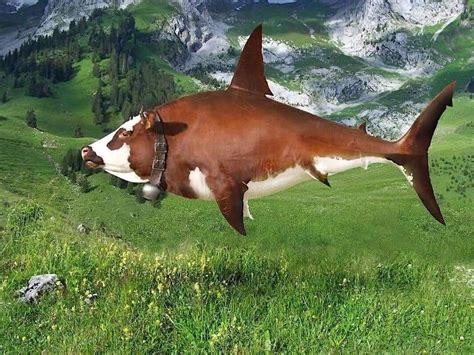 Cow Sharks