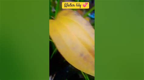 Water Lily Youtube