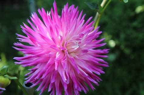 Dahlia Flower Garden Pink Free Photo On Pixabay Pixabay