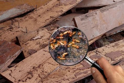 How To Identify Subterranean Termite Infestation