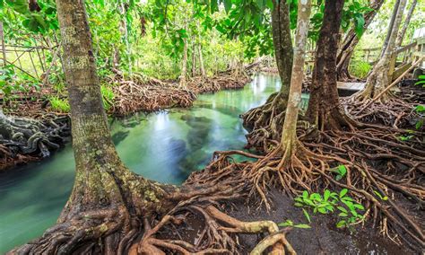 International Day For The Conservation Of The Mangrove Ecosystem