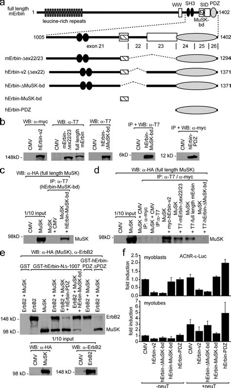 Erbin Interacts Concomitantly With Musk And Erbb2 A Scheme Of Download Scientific Diagram