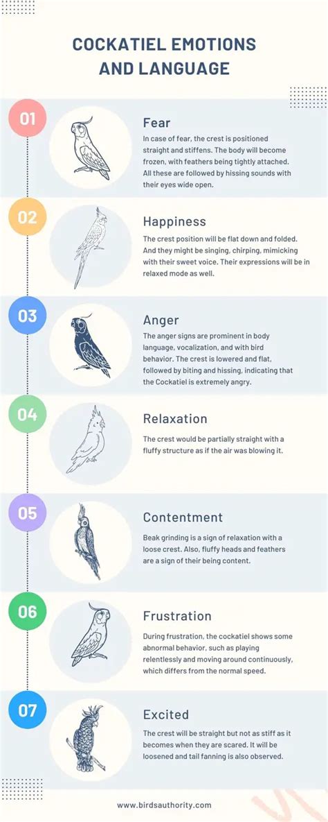 Decoding Cockatiel Language Understanding Body And Vocal Signals