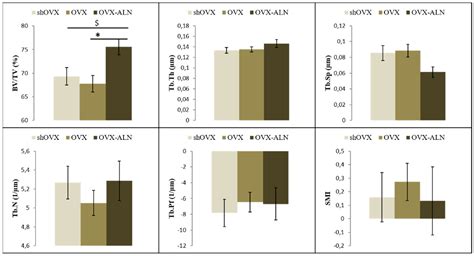 Trabecular Bone Tooth