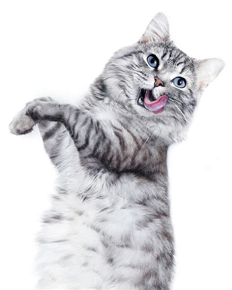 Understanding Feline Vestibular Syndrome Natural And Alternative