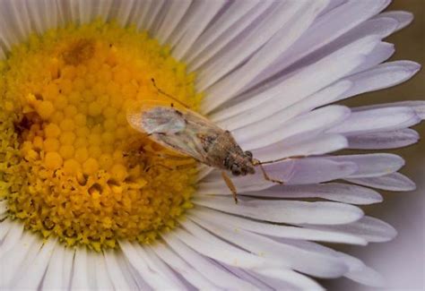 Nysius Nysius Bugguide Net