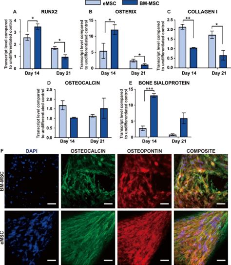Osteogenic Potential Of Emscs And Bm Mscs In 3 D Pcl Tcp Scaffolds