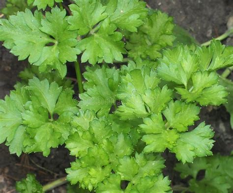 Flat Leaved Italian Parsely Stock Image Image Of Ingredient Herbal 58006285