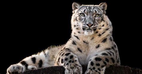 Clouded Leopard Vs Snow Leopard 3 Primary Differences Explained A Z