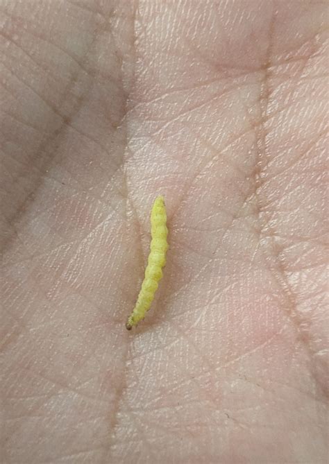 Bug In Broccoli At Sargent Hall Isnt He Adorable Lmao Yea Hes Super Dead Too R Northwestern