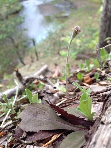 Antennaria Solitaria Pussy Toes Singlehead Pussytoes Solitary