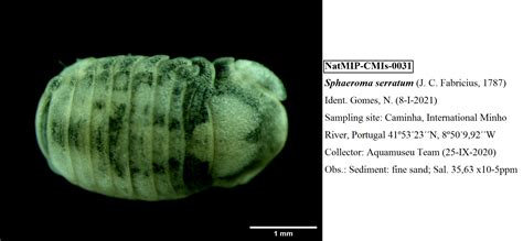 Sphaeroma Serratum