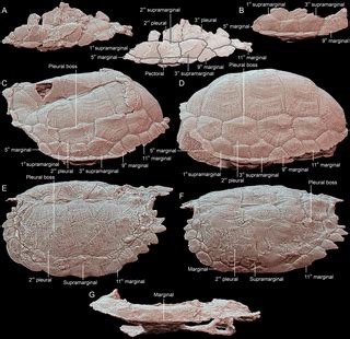 The Triassic Turtle Of Thailand Revision Of ‘proganochelys Ruchae