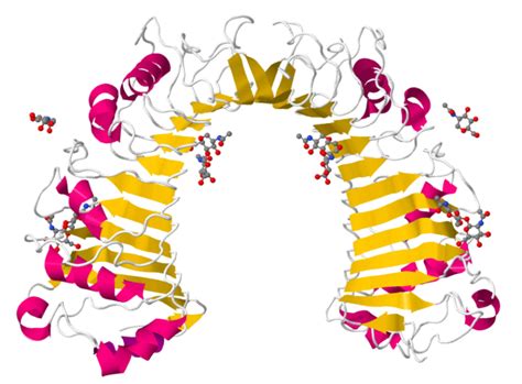 Human Clusters Of Differentiation Cd Markers Pathology Laboratory