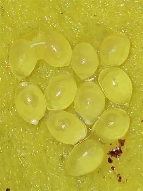 작은뾰족민달팽이알 부화과정~알속에서 태아같이 움직임~~ 작은뾰족민달팽이 작뾰 민달팽이 귀여움 힐링 달집사섭섭이 Youtube